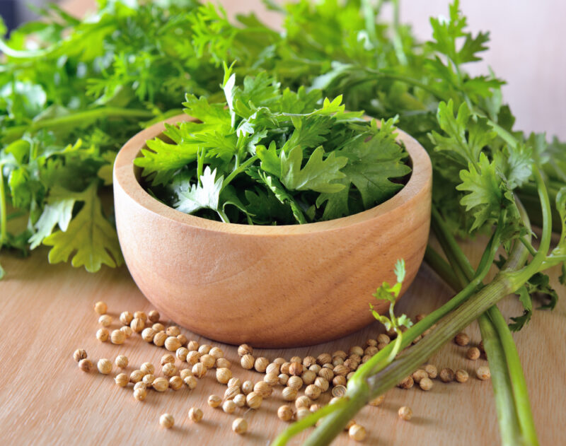 Comment conserver la coriandre : les méthodes qui marchent