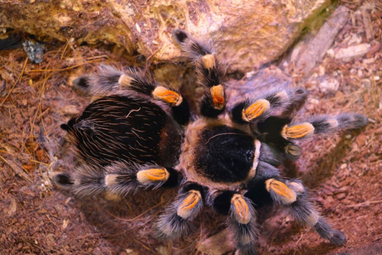 La mygale de Goliath : portrait de la plus grosse araignée au monde