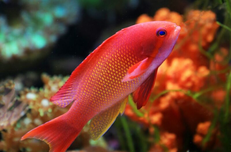 Comment faire vivre vos poissons rouges plus longtemps