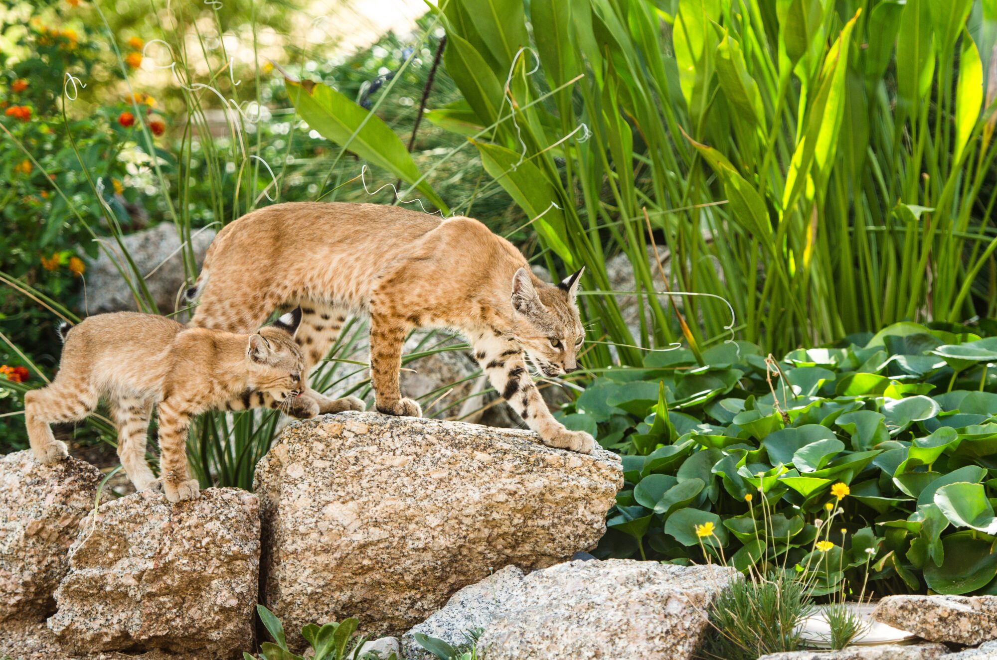 Différences remarquables entre un lynx canadien et un lynx roux